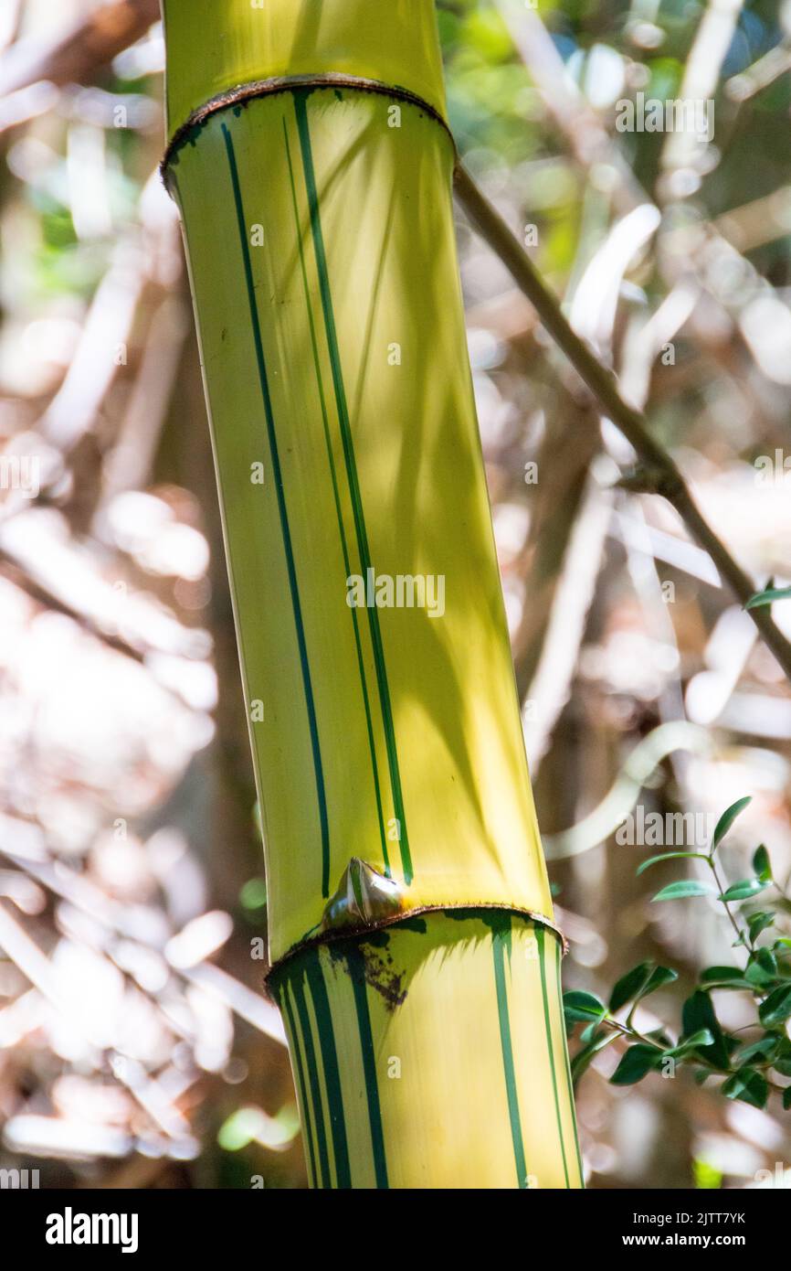 Bamboo stripes hi-res stock photography and images - Alamy