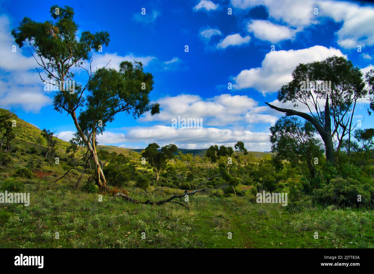 Park-like scenery with scattered eucalyptus trees and low bushes in ...