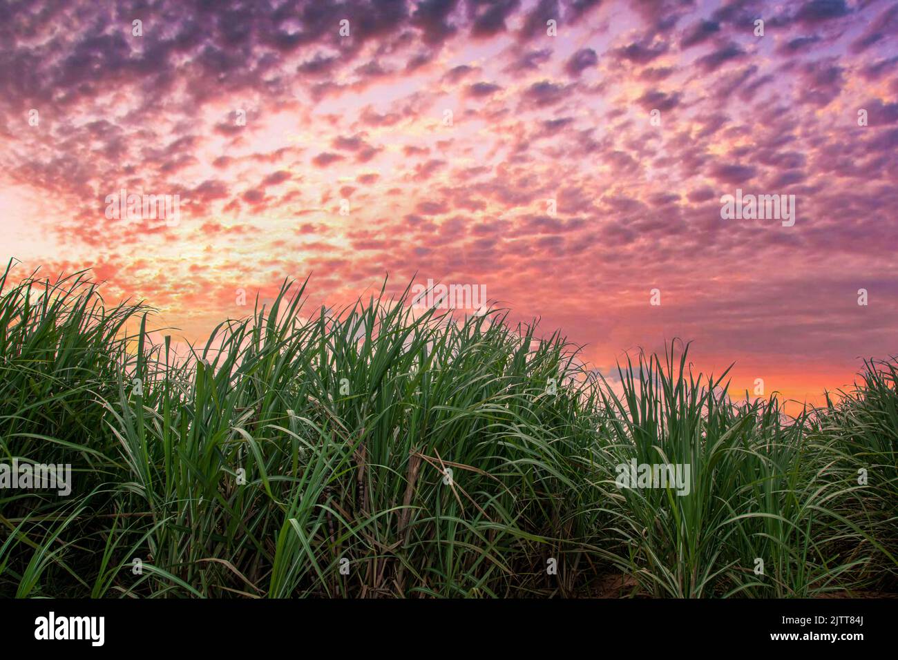 sugar cane plantation on a sunset Stock Photo - Alamy