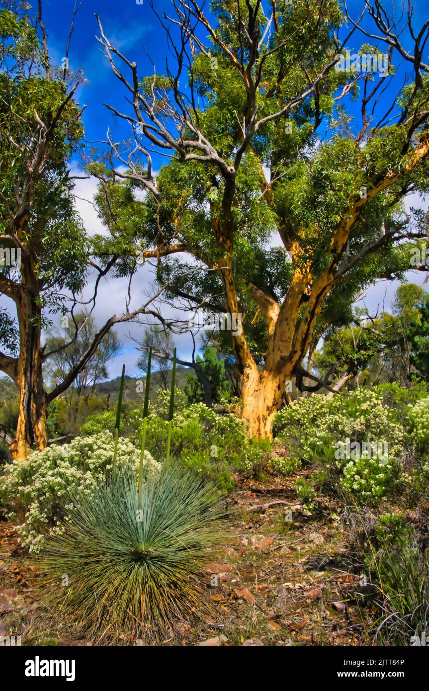 Beautiful old gum tree and grass tree in Dutchman's Stern Conservation ...