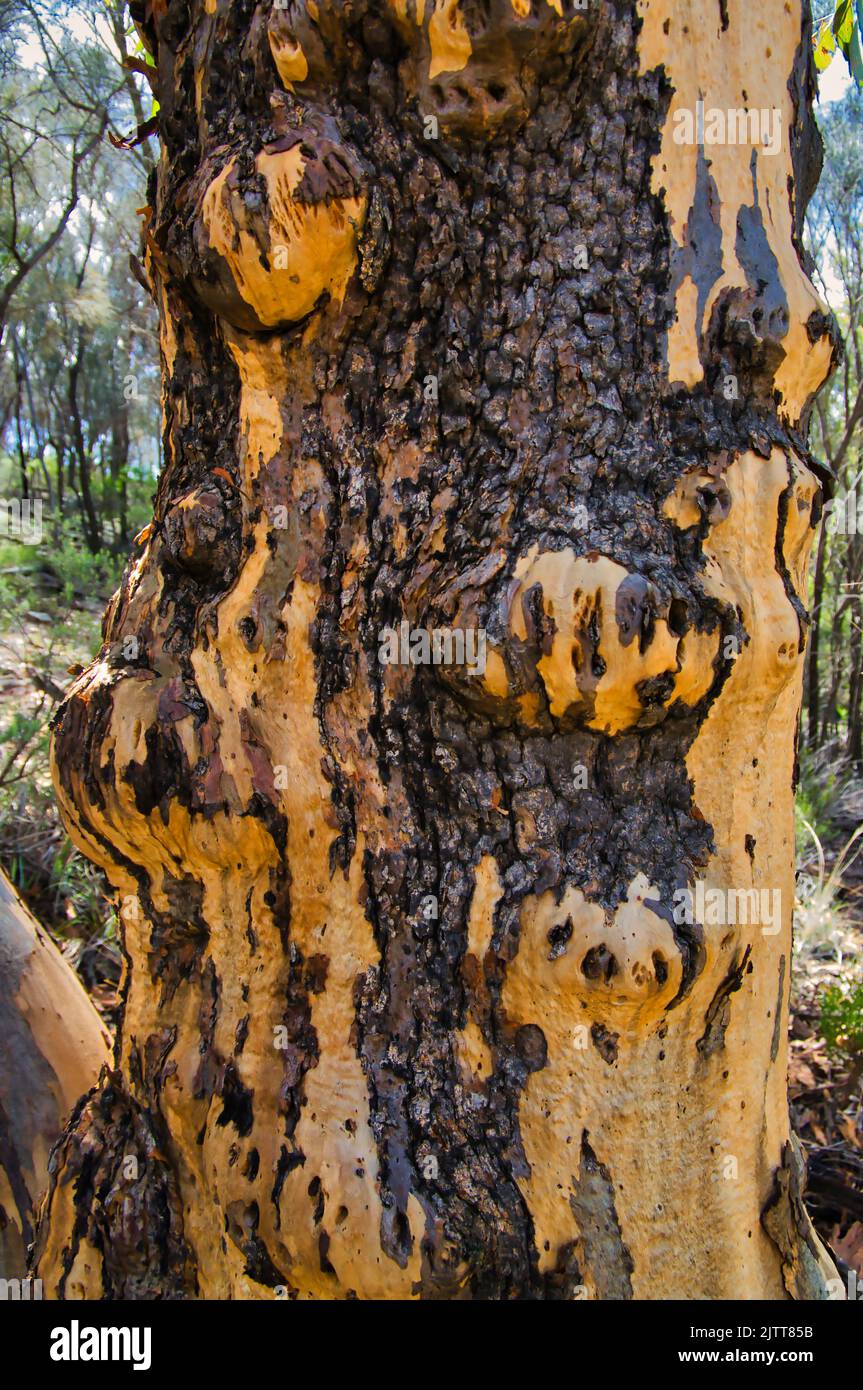 Detail of the trunk of an old gum tree with remnants of burned bark ...