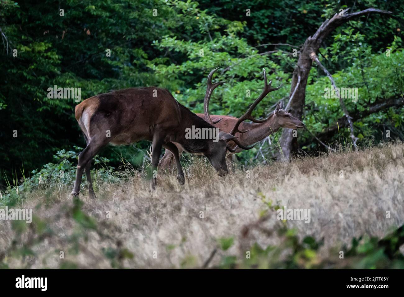 Wild Deer in their natural habitat Stock Photo - Alamy