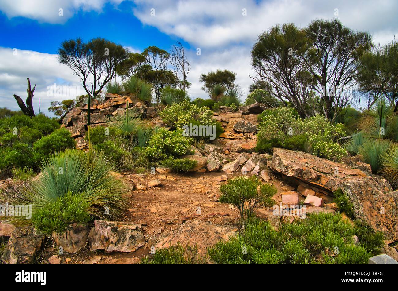 Landscape with red rocks, casuarinas, shrubs and grass trees in ...