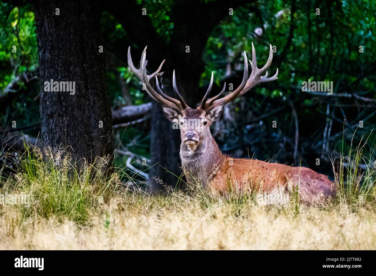 Wild Deer in their natural habitat Stock Photo - Alamy