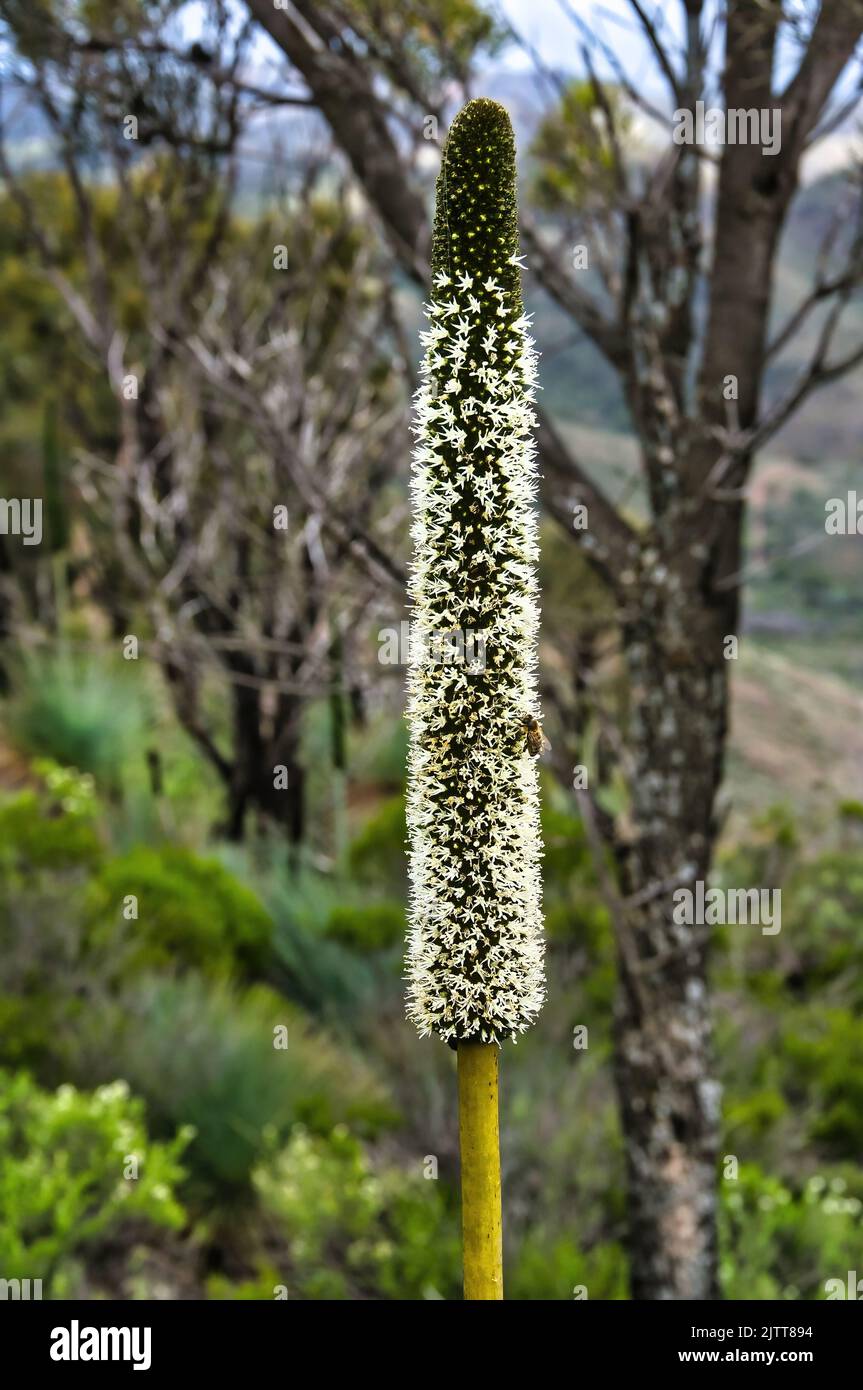 Grass tree hi-res stock photography and images - Alamy
