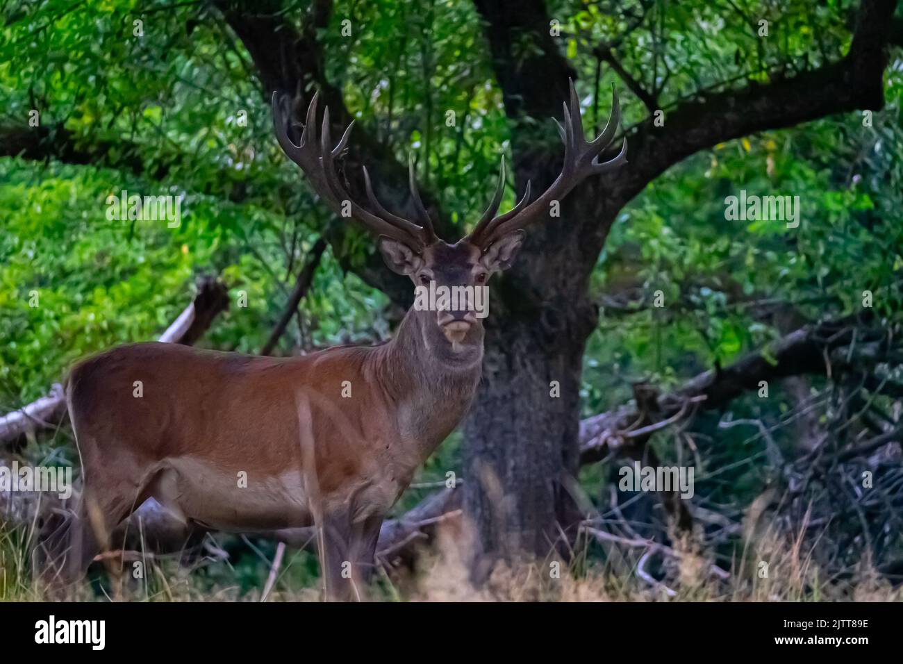 Wild Deer in their natural habitat Stock Photo - Alamy