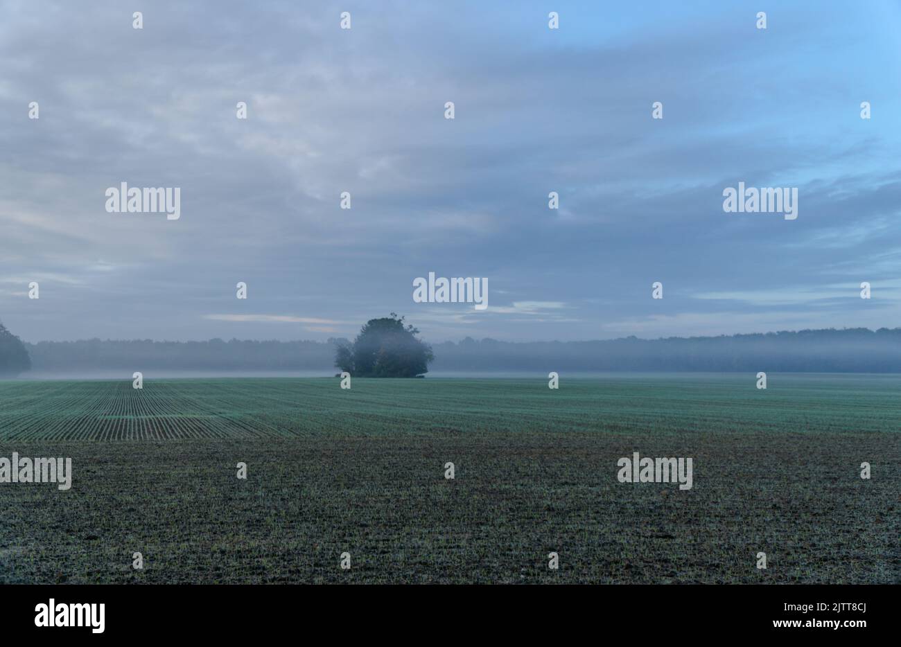 Tree on a field in the morning twilight with some fog Stock Photo - Alamy