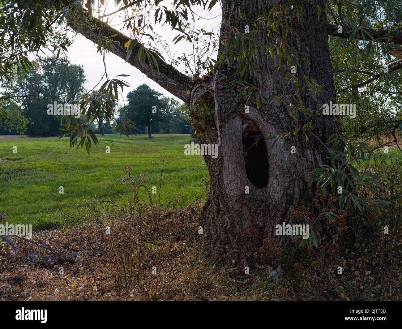 Knothole in the trunk of an old tree in the floodplains Stock Photo - Alamy