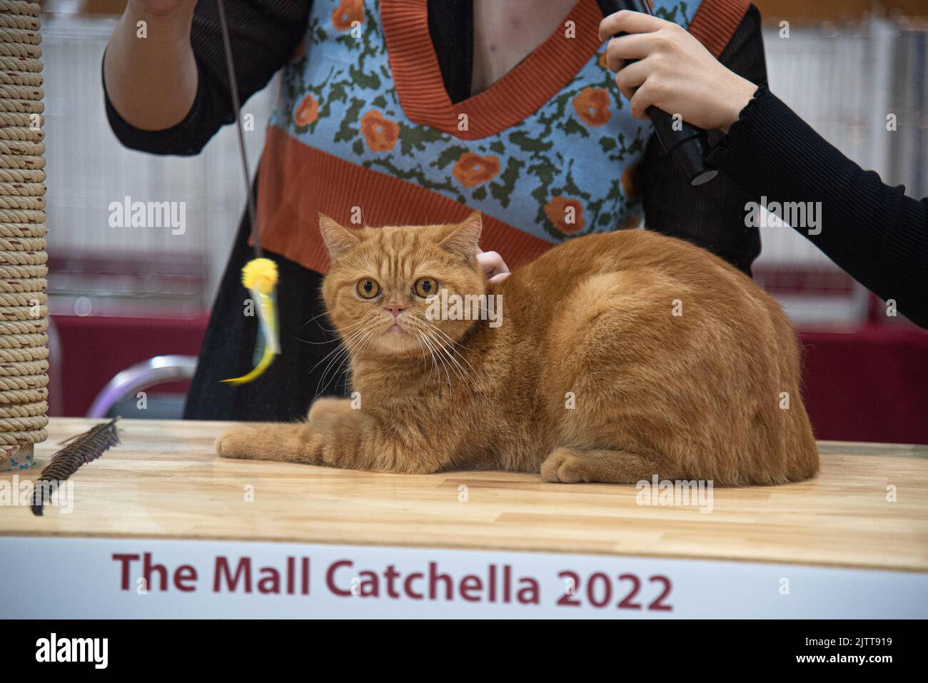 A Ginger Scottish cat competes during the Ginger Cat Contest at the ...