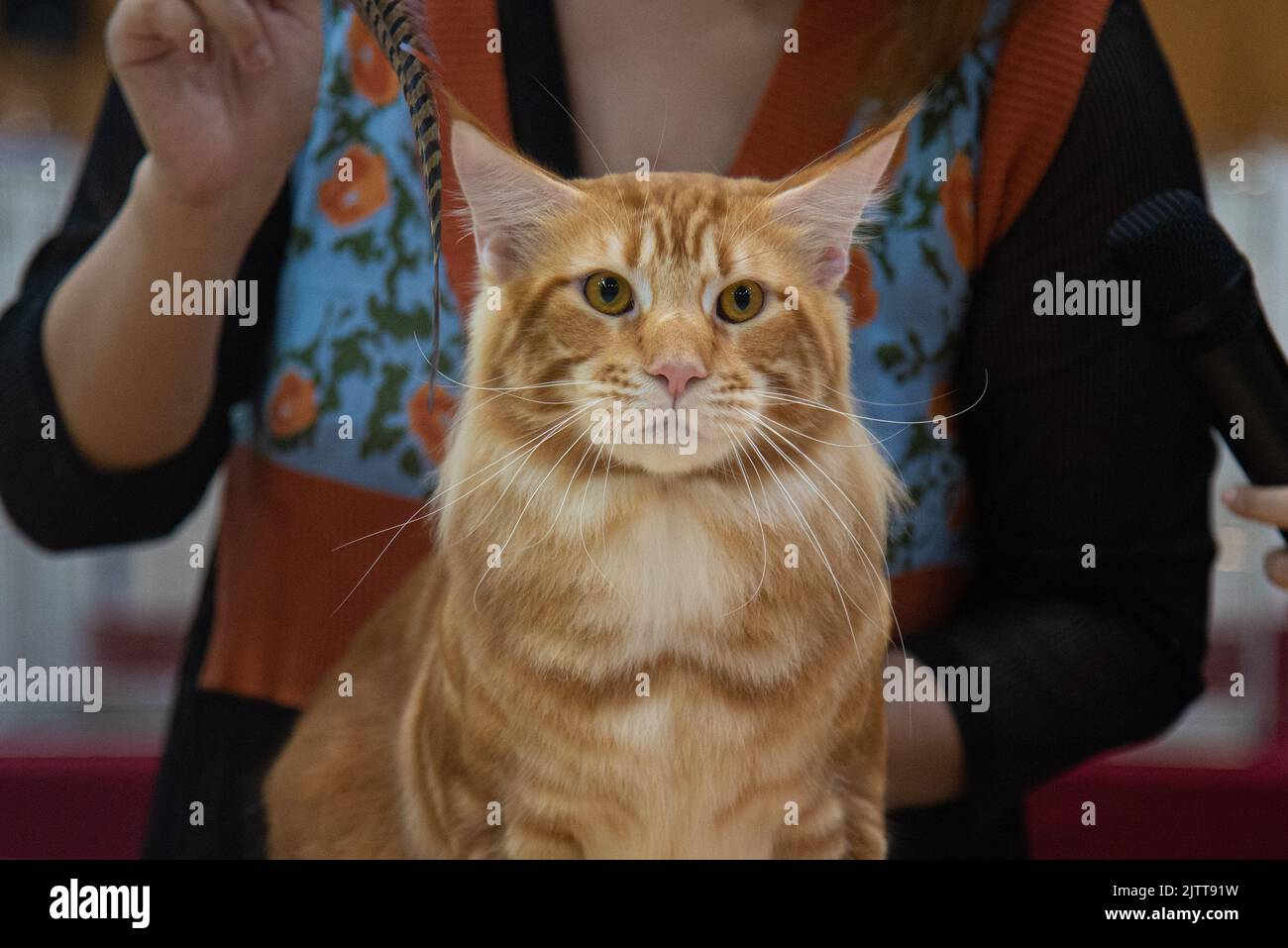A Ginger Maine Coon cat competes during the Ginger Cat Contest at the ...