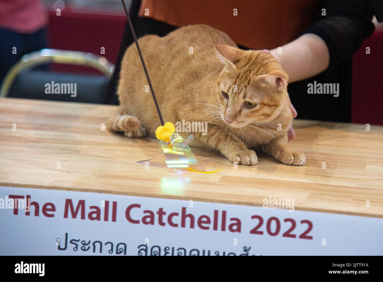 A Ginger Moggy cat competes during the Ginger Cat Contest at the mall ...