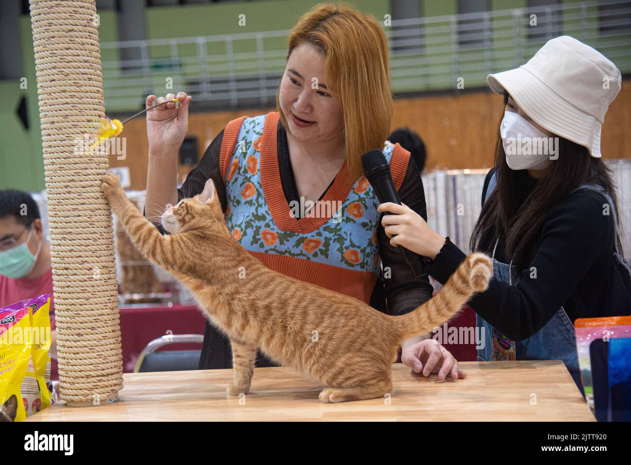 A Ginger Moggy cat competes during the Ginger Cat Contest at the mall ...