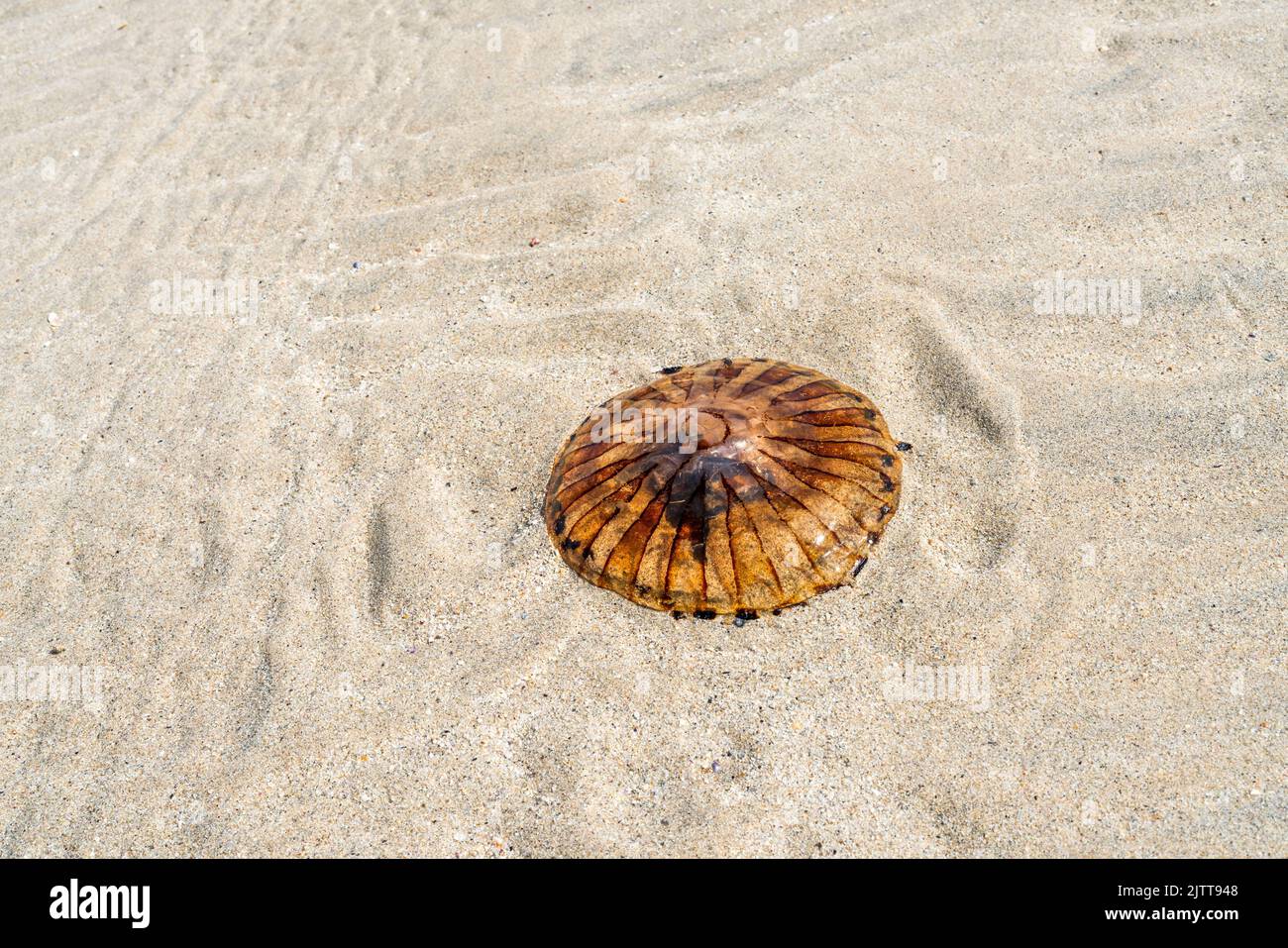 Compass jellyfish (Chrysaora hysoscella) washed up on the sand, Ardriol ...