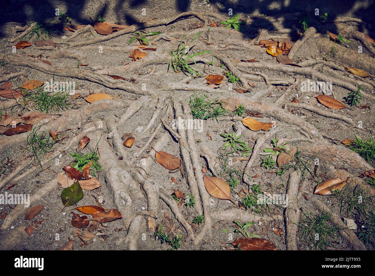Fallen magnolia leaves on dry ground among the roots of a tree Stock ...