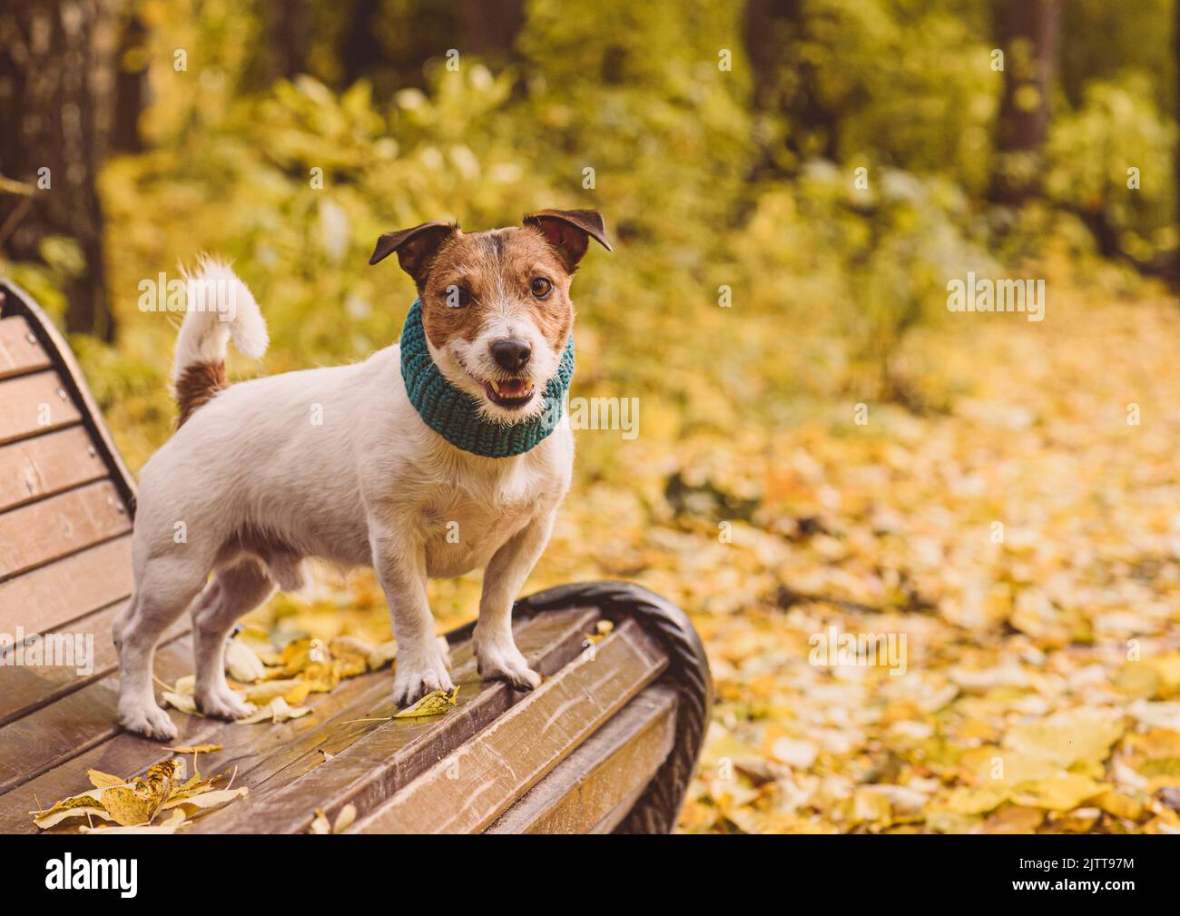 Dog standing on bench on sunny Fall day at park. Background for Autumn ...