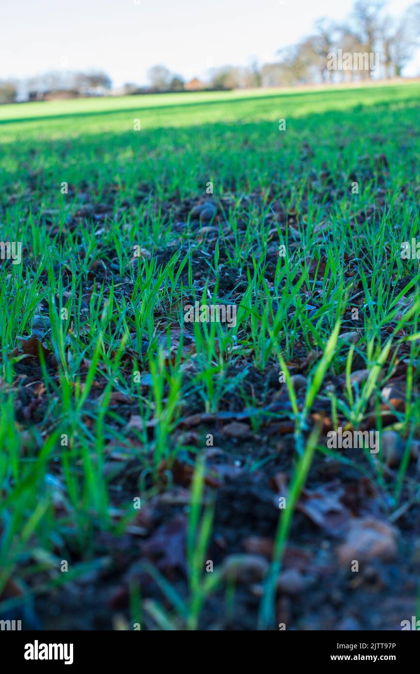 Close up of young grass shoots growing in a farmers field inside the ...