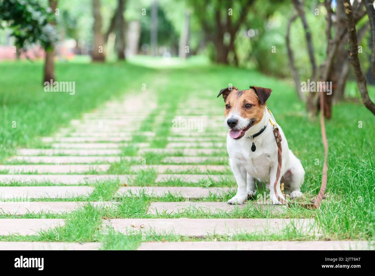 Obedient dog tied to tree sitting and waiting for owner in park during ...