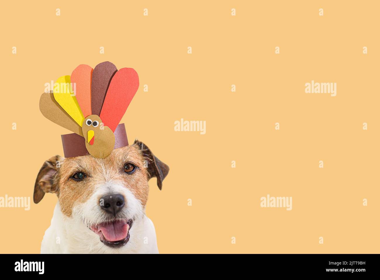 Jack russell terrier puppy with crown hi-res stock photography and ...