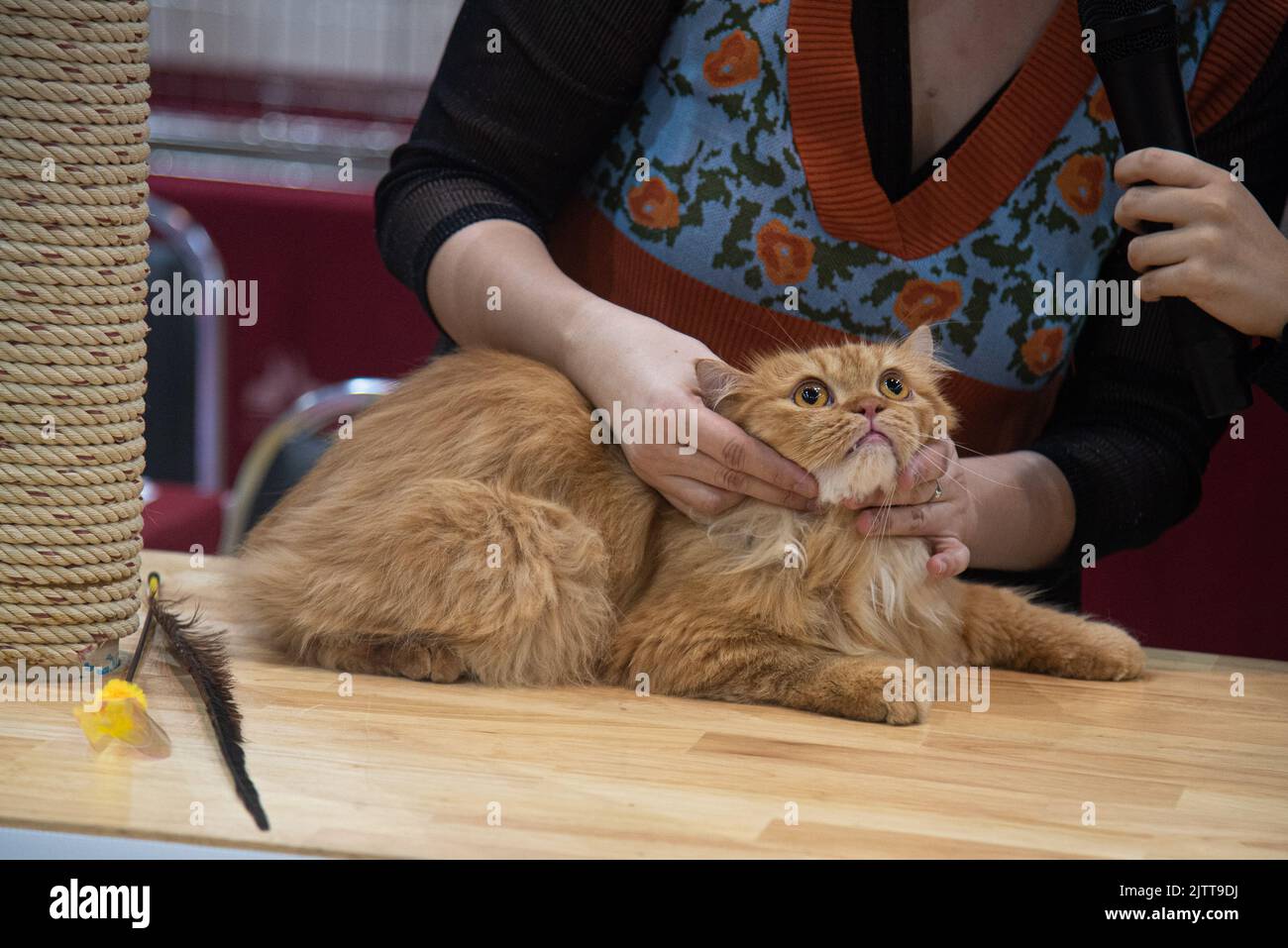 A Ginger Scottish cat competes during the Ginger Cat Contest at the ...