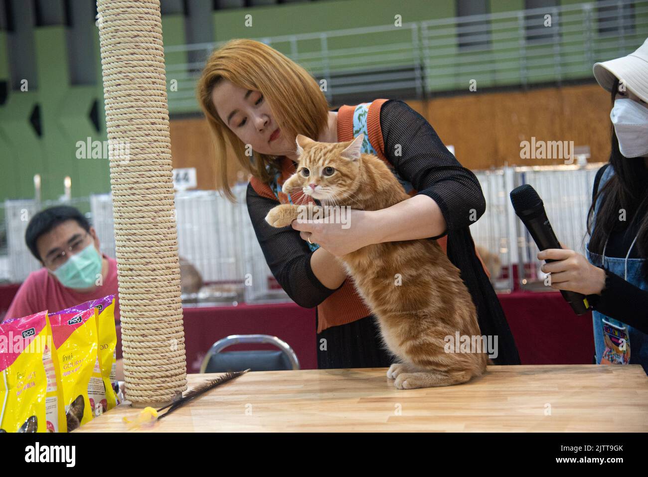 A Ginger American Shorthair cat competes during the Ginger Cat Contest ...