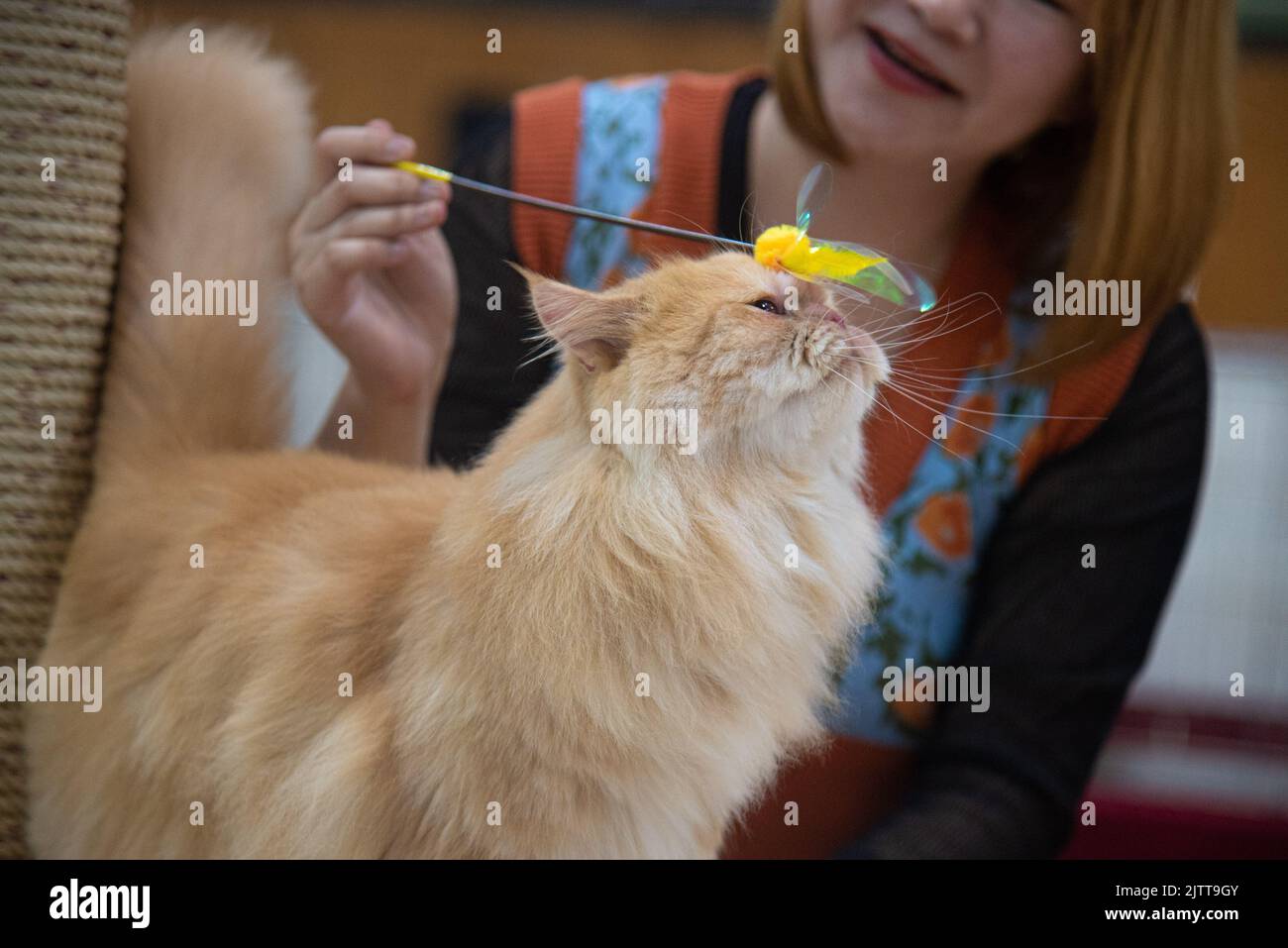 A Ginger Persian cat competes during the Ginger Cat contest at the mall ...