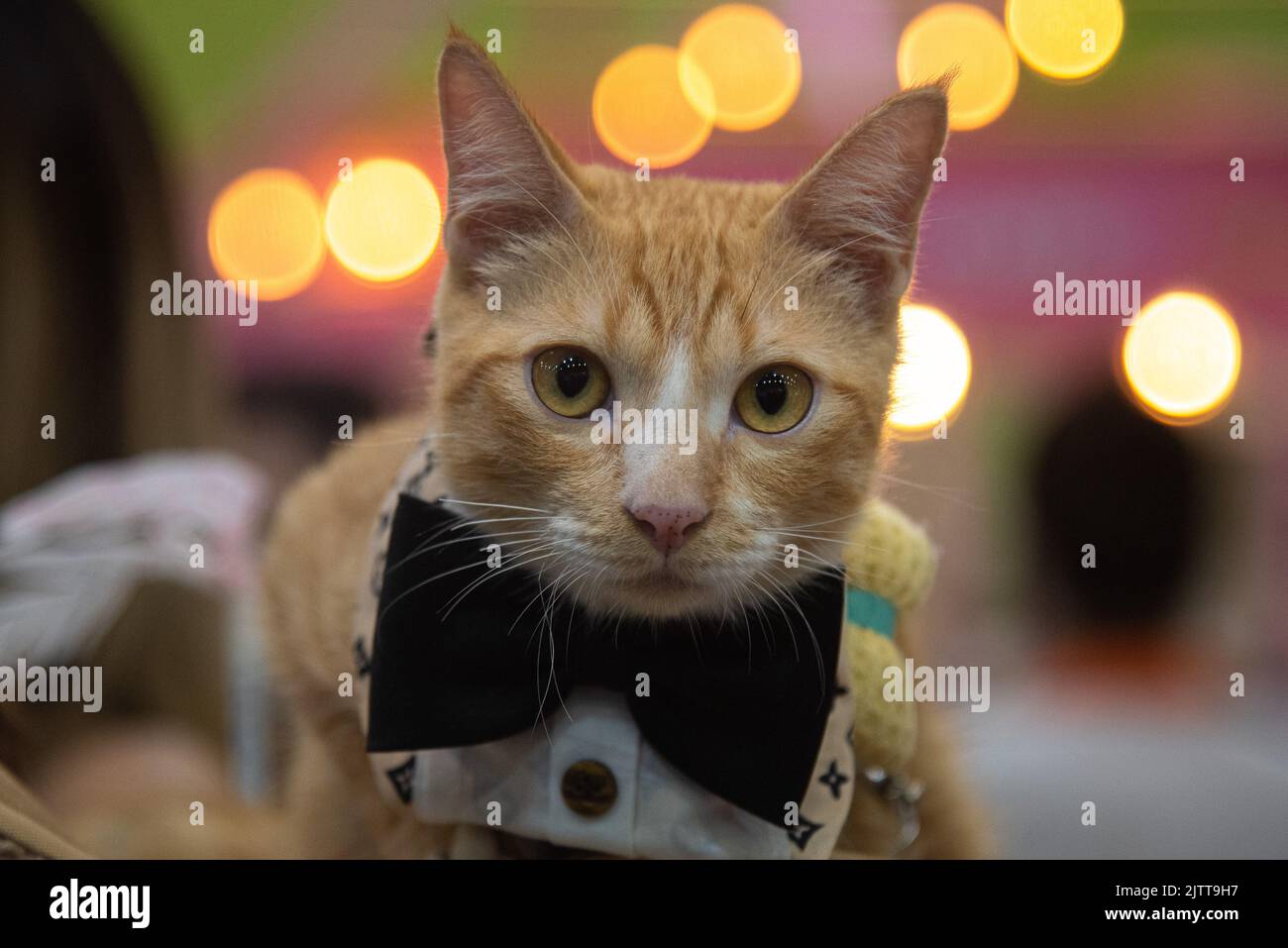 A Ginger Moggy cat takes part during the Ginger Cat Contest at the mall ...