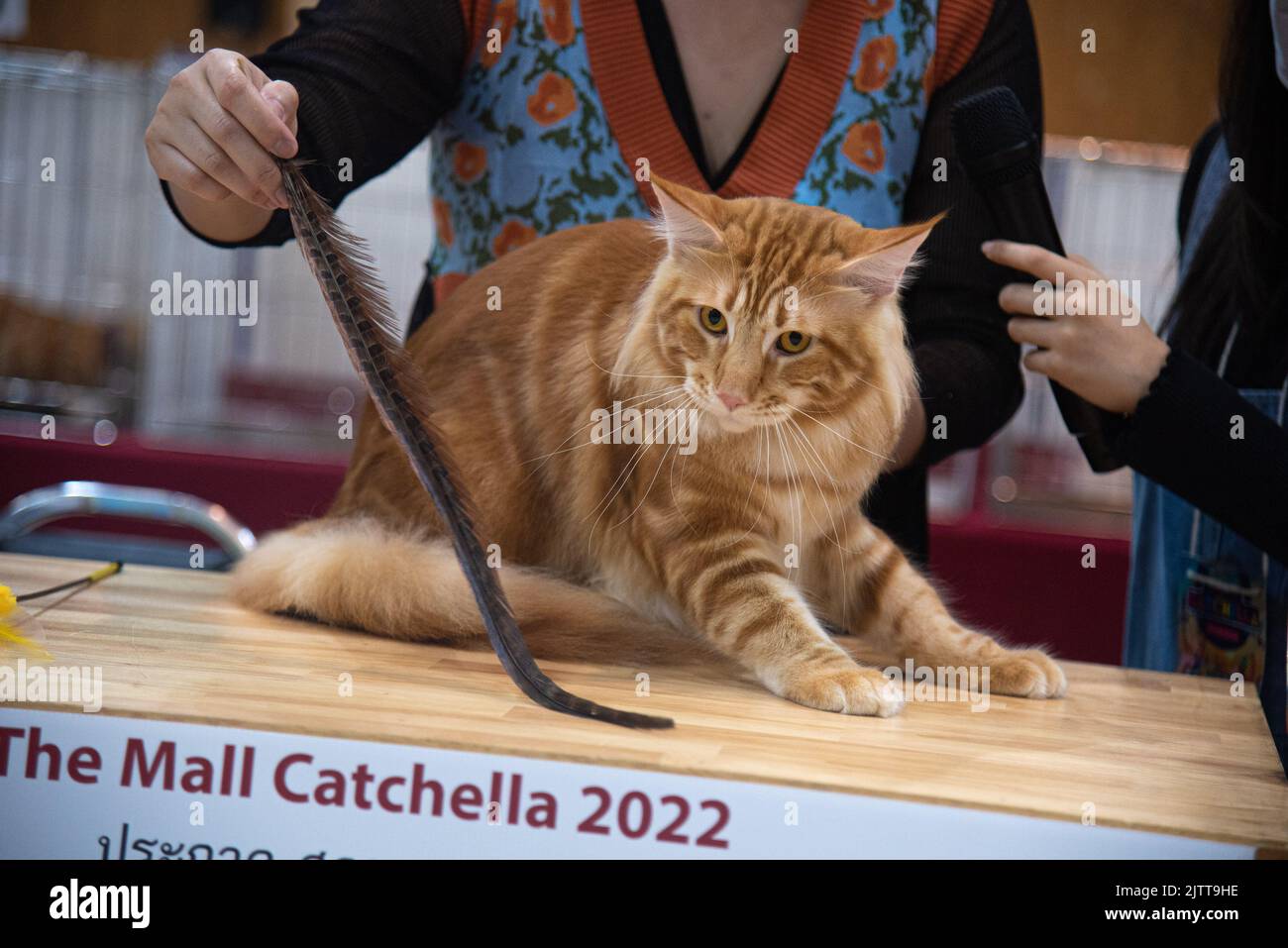 A Ginger Maine Coon cat competes during the Ginger Cat Contest at the ...