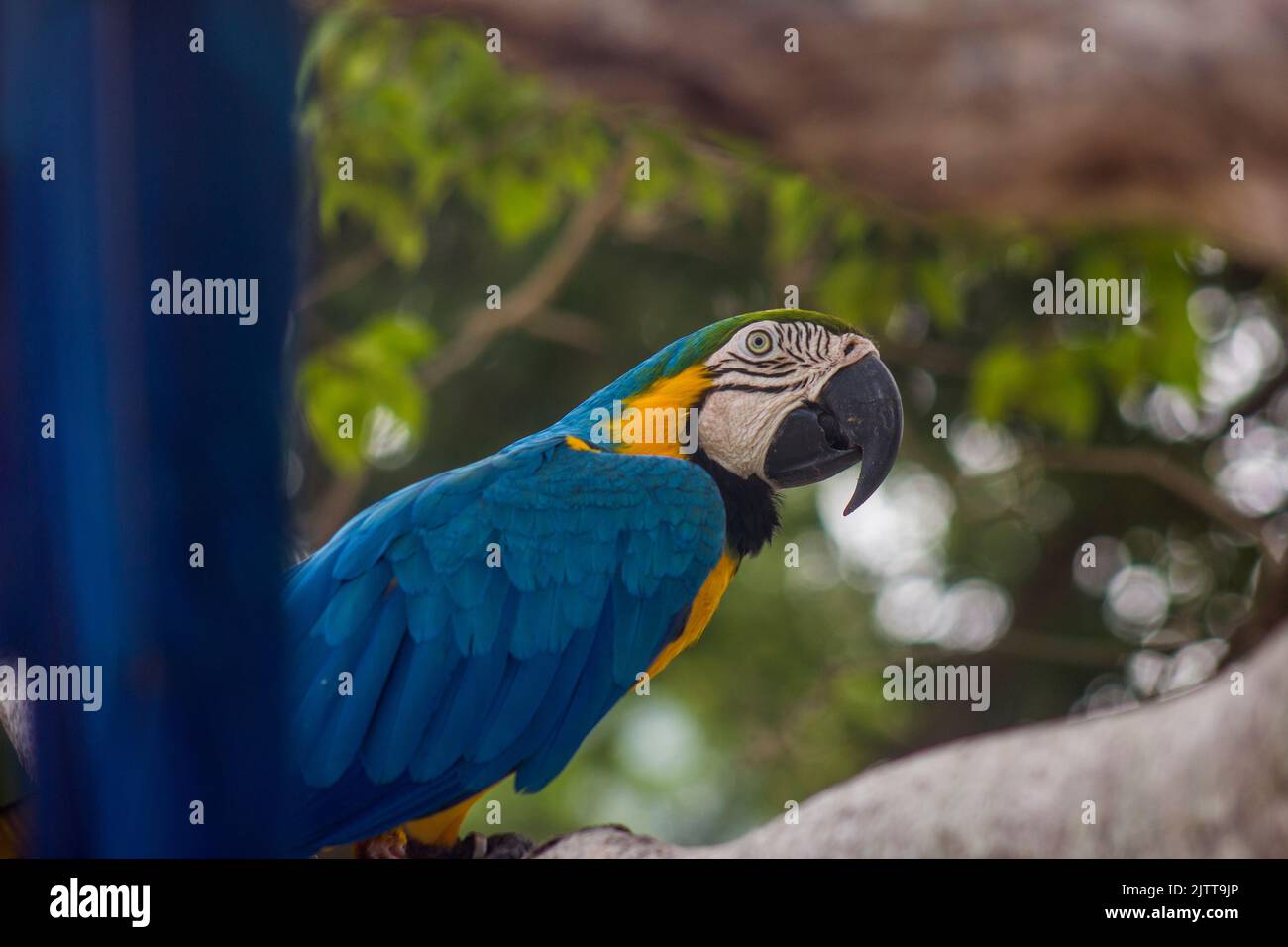 blue macaw standing on a tree in Rio de Janeiro, Brazil Stock Photo - Alamy
