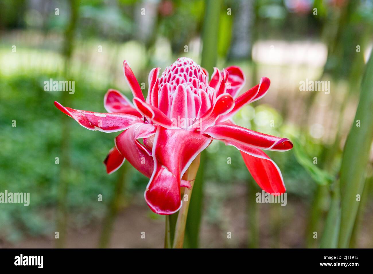 flower known as the Emperor's Baton – Etlingera elatior in a park in ...