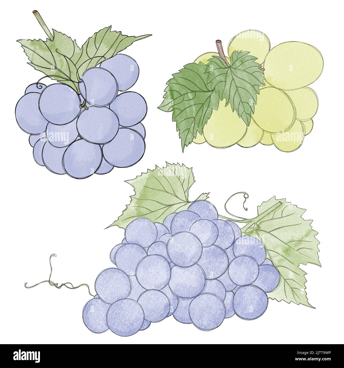 Branches of green and blue ripe grapes- watercolor freehand drawing ...