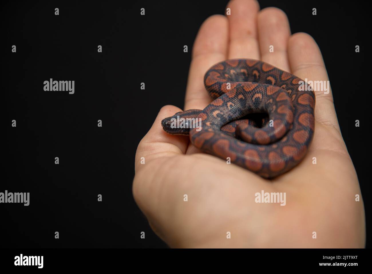 Epicrates cenchria is a boa species endemic to Central and South ...