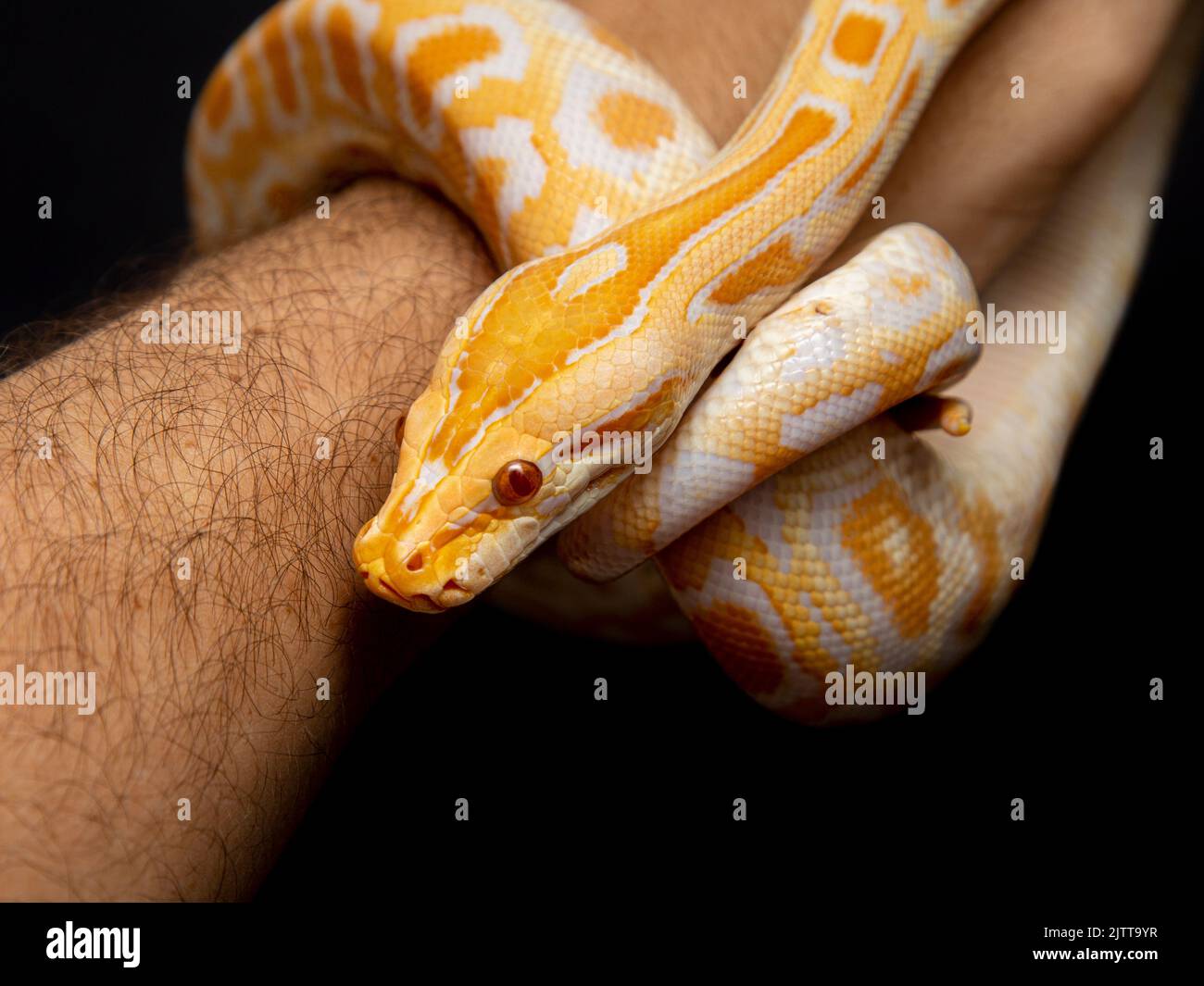 Burmese python close up tongue hi-res stock photography and images - Alamy