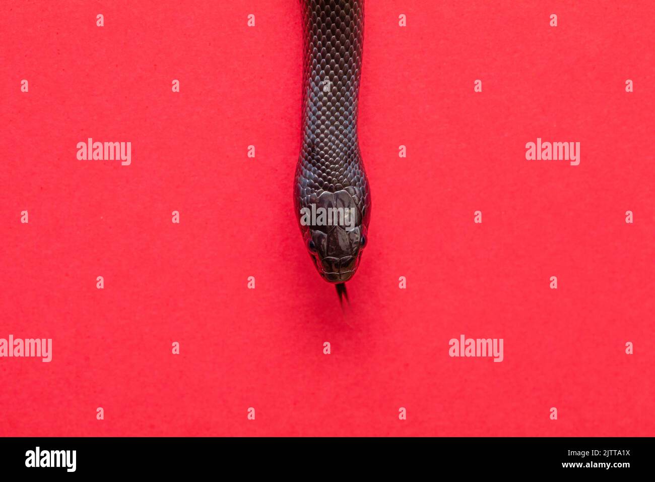 The Mexican black kingsnake (Lampropeltis getula nigrita) is part of ...