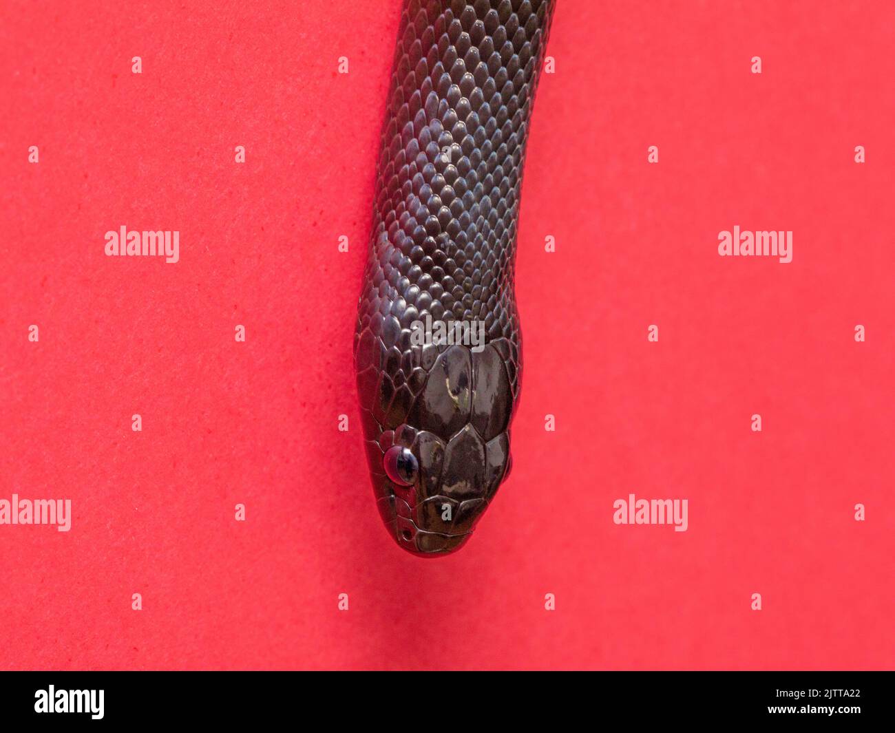 The Mexican black kingsnake (Lampropeltis getula nigrita) is part of ...