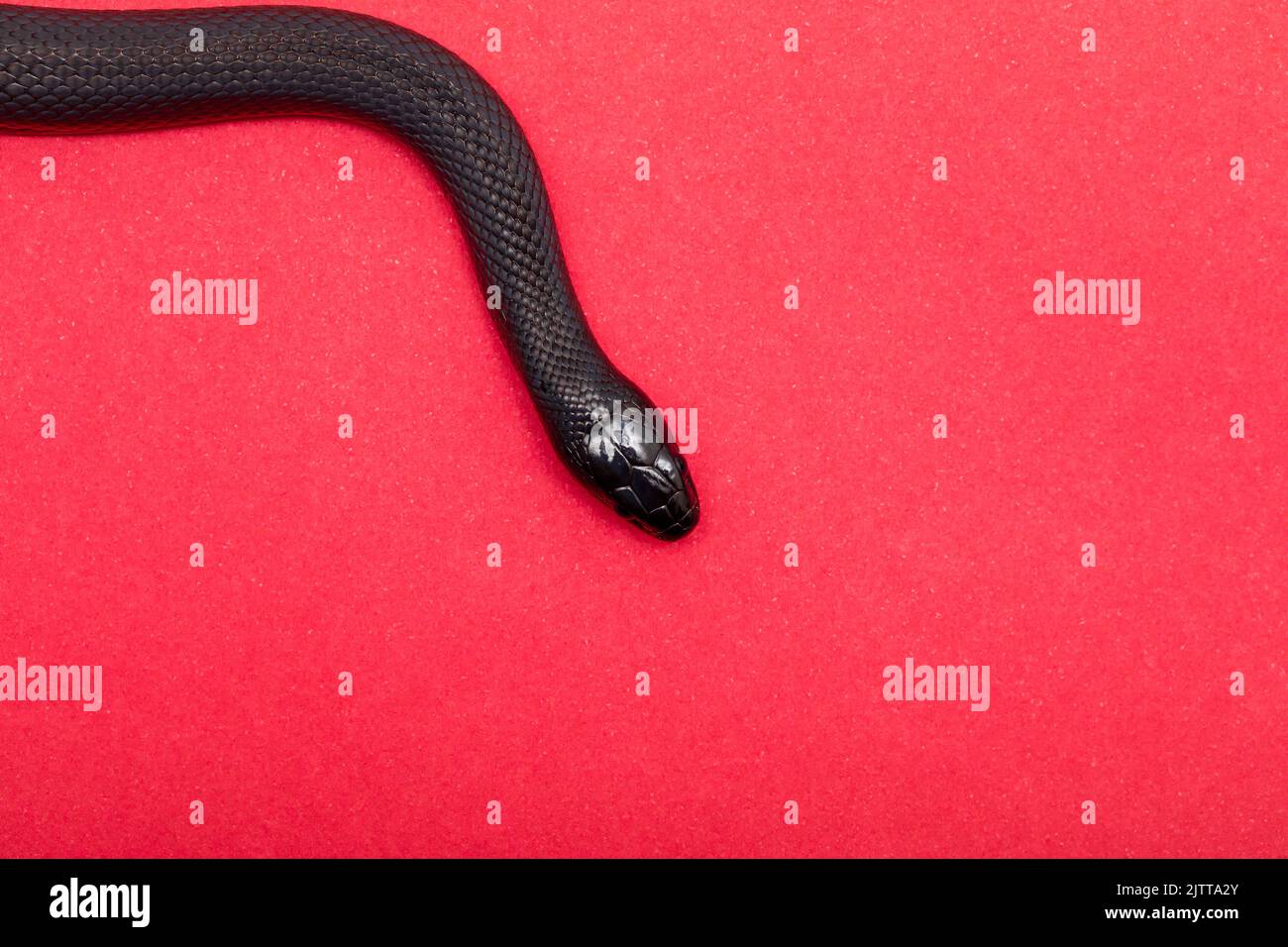 The Mexican black kingsnake (Lampropeltis getula nigrita) is part of ...