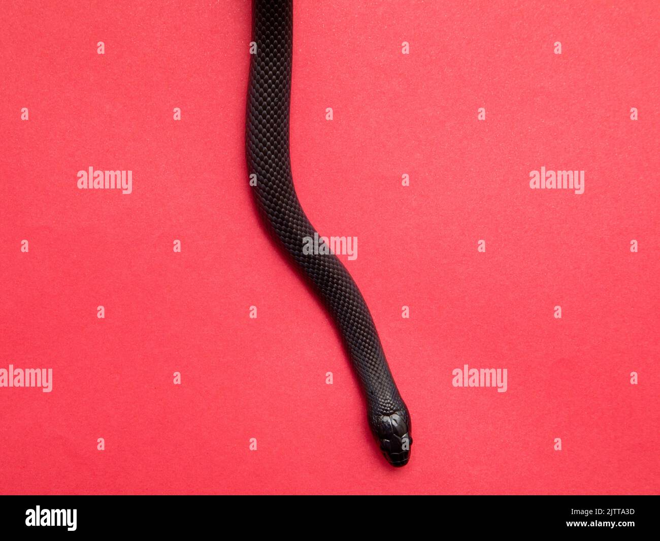 The Mexican black kingsnake (Lampropeltis getula nigrita) is part of ...