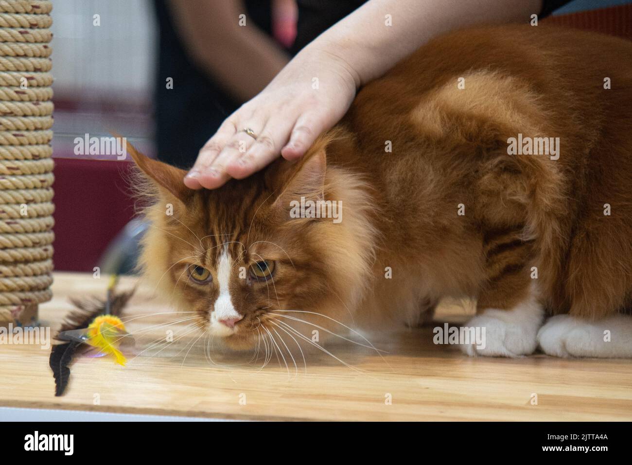 Bangkok, Thailand. 1st Sep, 2022. A Ginger Maine Coon cat competes ...