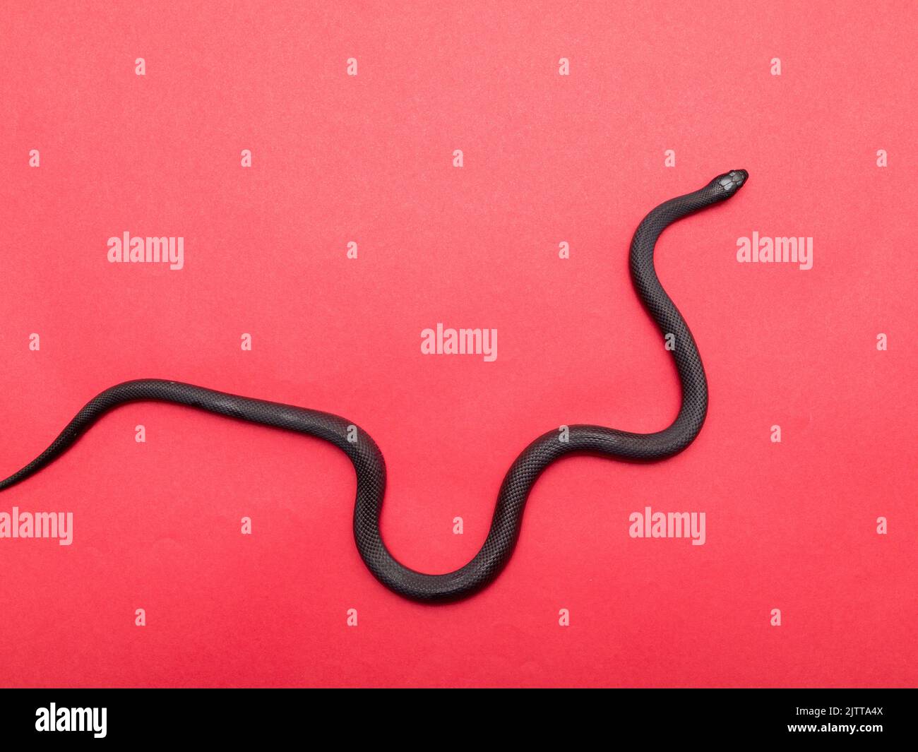 The Mexican black kingsnake (Lampropeltis getula nigrita) is part of ...