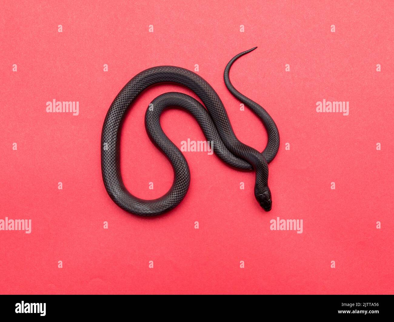 The Mexican black kingsnake (Lampropeltis getula nigrita) is part of ...