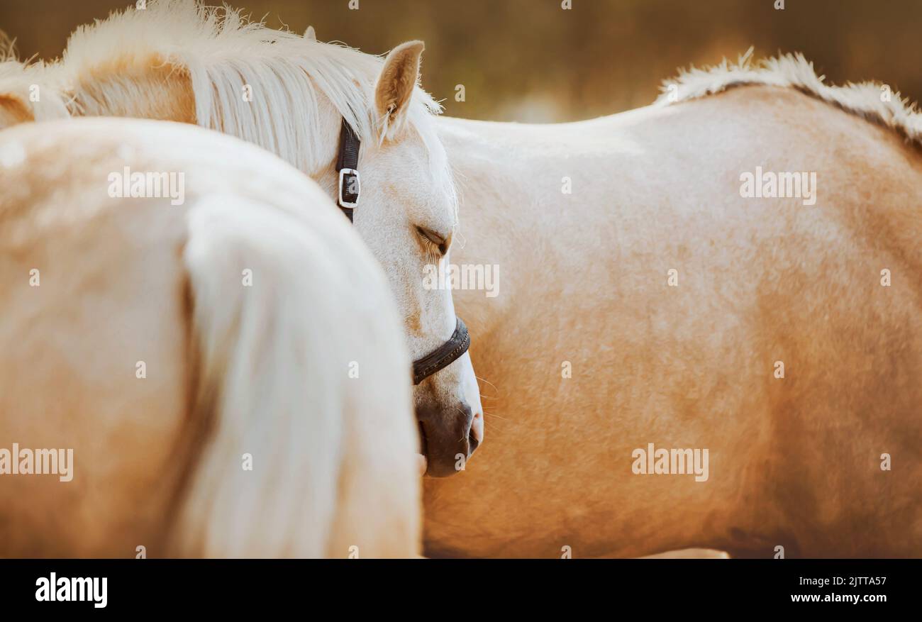 Two beautiful Palomino ponies are standing next to each other in a ...