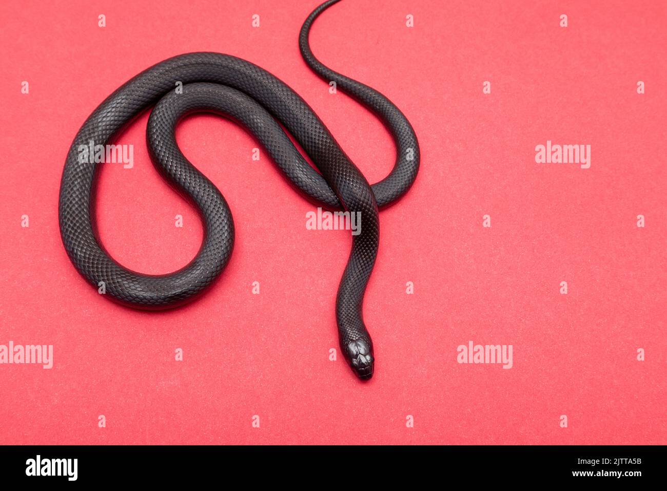 The Mexican black kingsnake (Lampropeltis getula nigrita) is part of ...