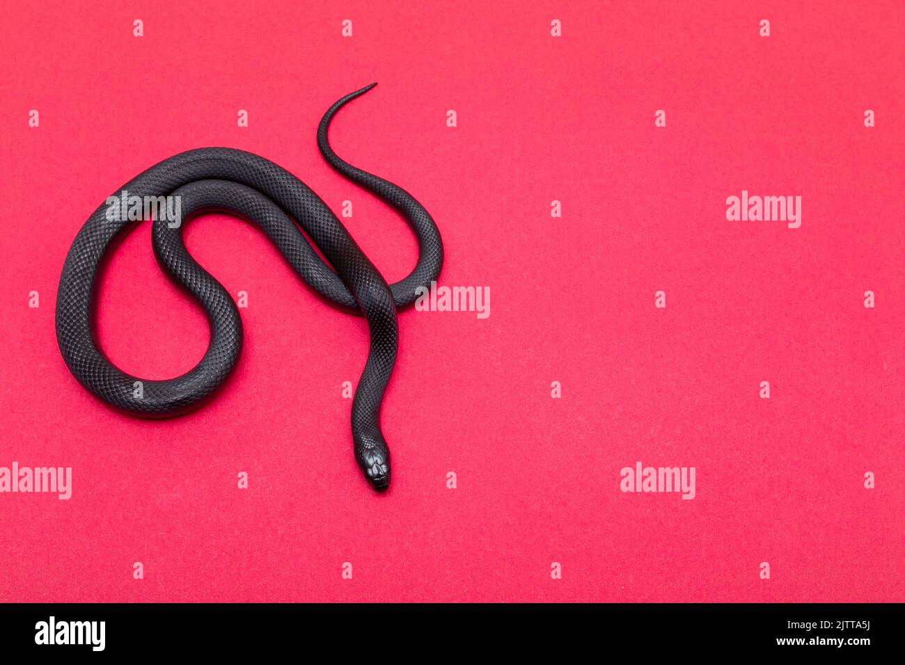 The Mexican black kingsnake (Lampropeltis getula nigrita) is part of ...