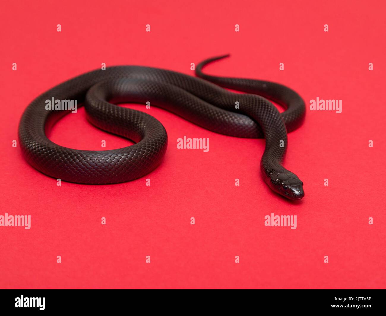 The Mexican black kingsnake (Lampropeltis getula nigrita) is part of ...