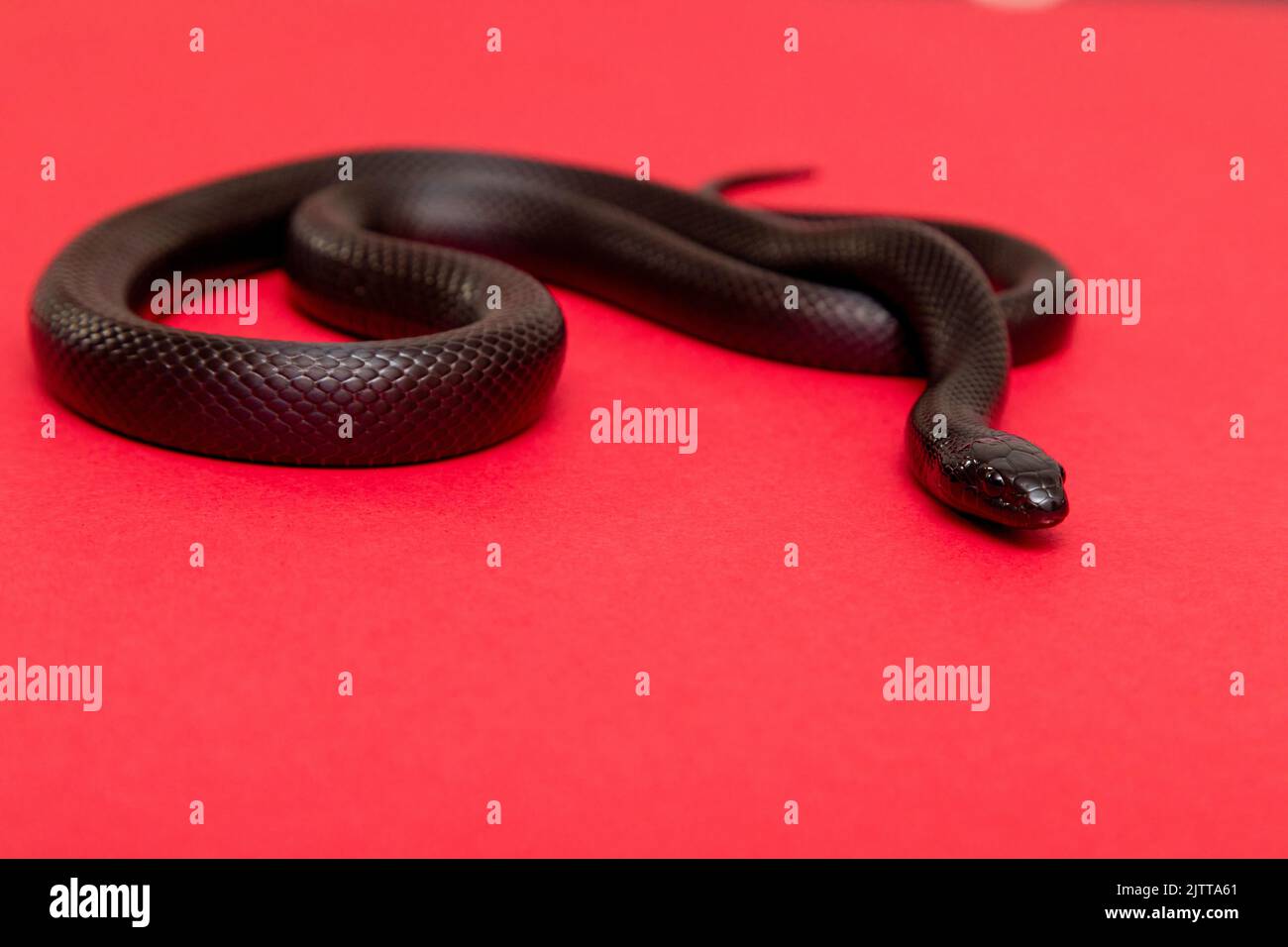 The Mexican black kingsnake (Lampropeltis getula nigrita) is part of ...