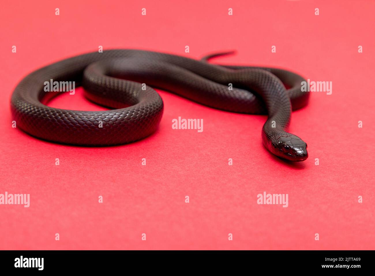 The Mexican black kingsnake (Lampropeltis getula nigrita) is part of ...