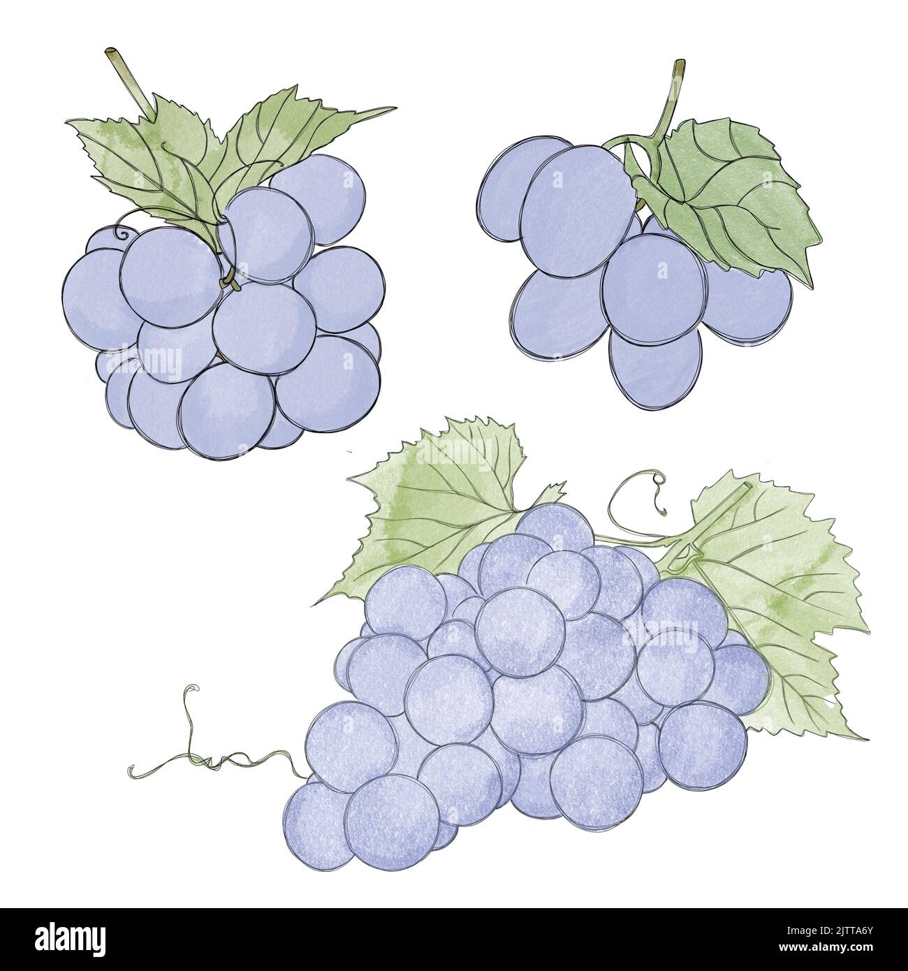 big set - bunches of blue grapes - watercolor freehand drawing. Bunch ...
