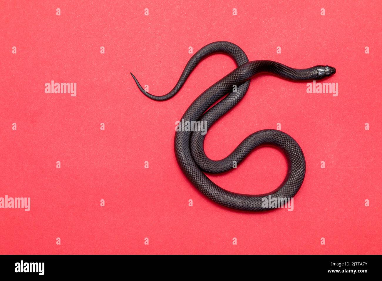 The Mexican black kingsnake (Lampropeltis getula nigrita) is part of ...