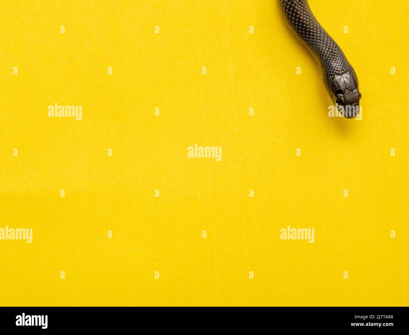 The Mexican black kingsnake (Lampropeltis getula nigrita) is part of ...