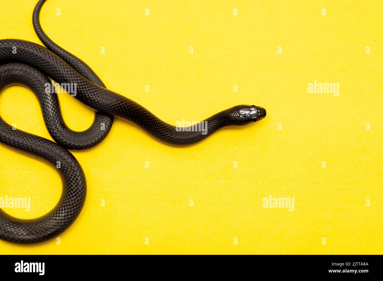 The Mexican black kingsnake (Lampropeltis getula nigrita) is part of ...