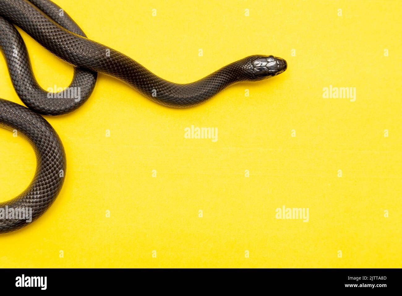 The Mexican black kingsnake (Lampropeltis getula nigrita) is part of ...